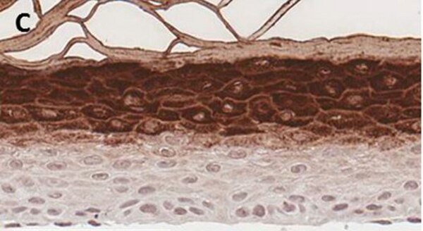 3dGRO™ Skin Differentiation Medium | SCM310